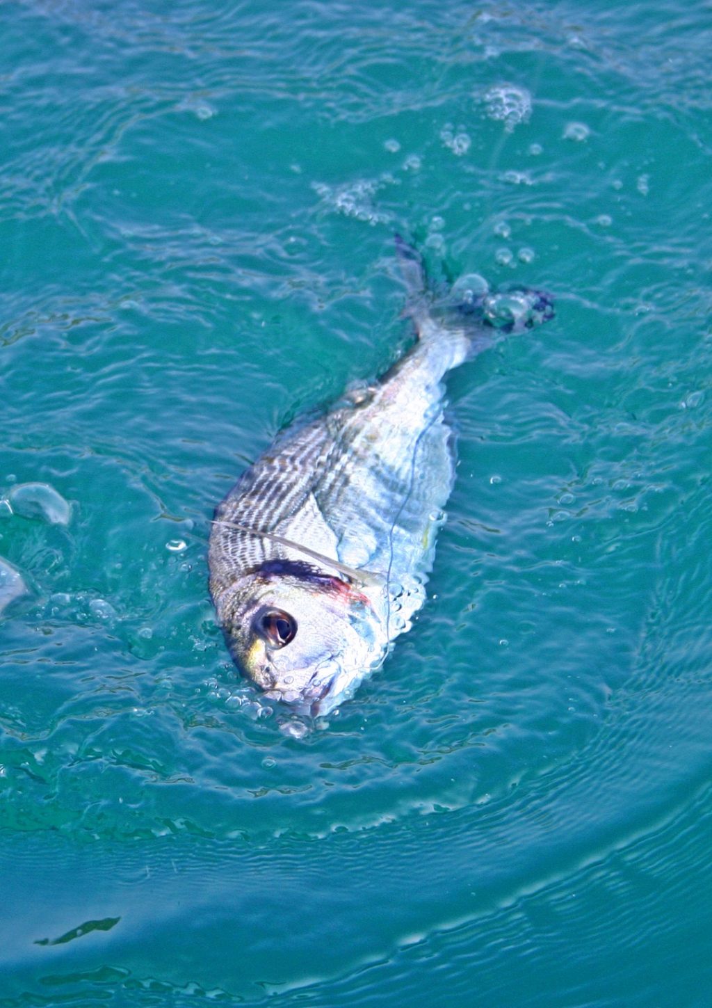 Ribolov u Crvenoj luci - Praktični Ribolov